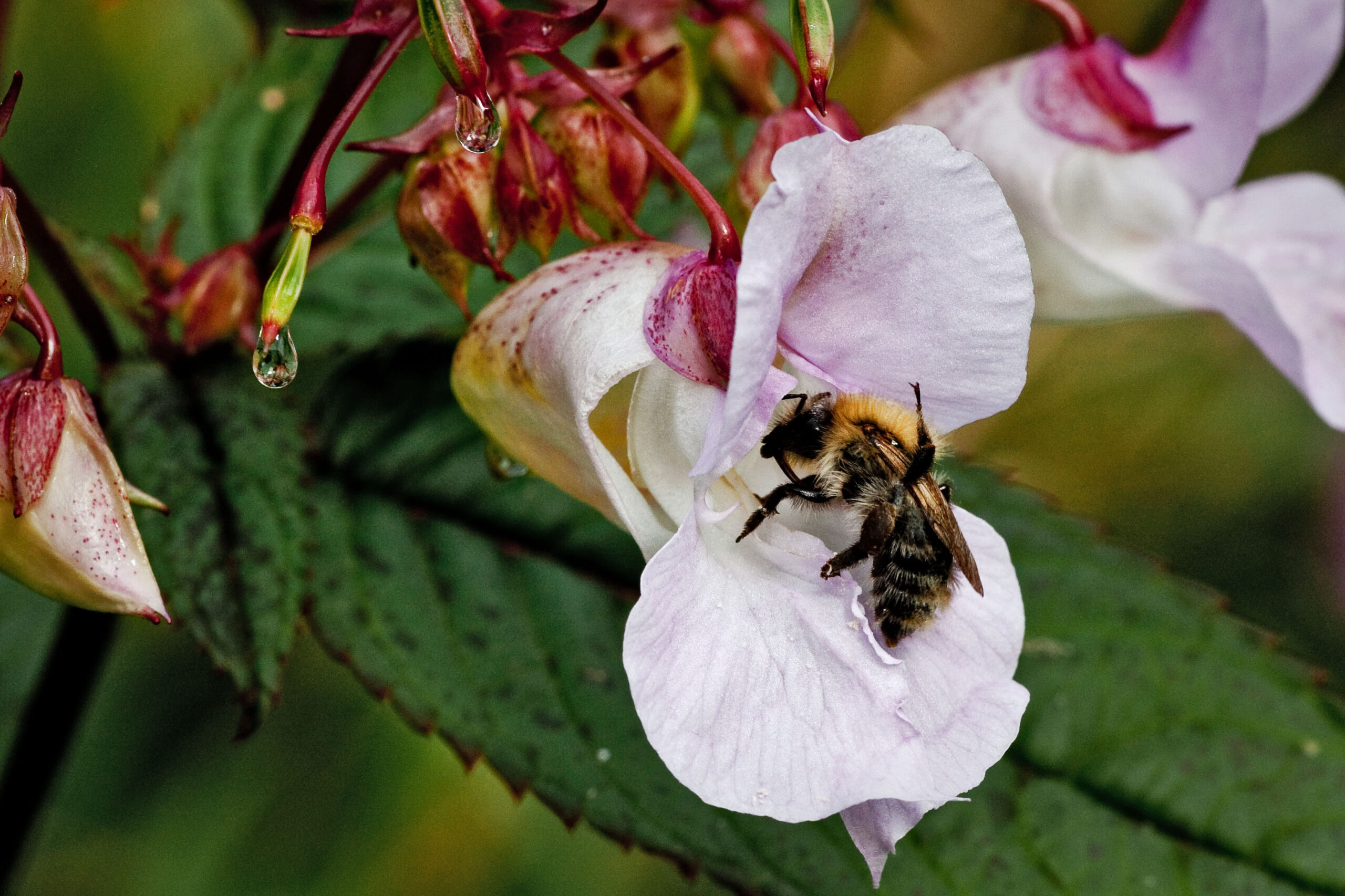 Himalayan Balsam - The Galway County Biodiversity Project