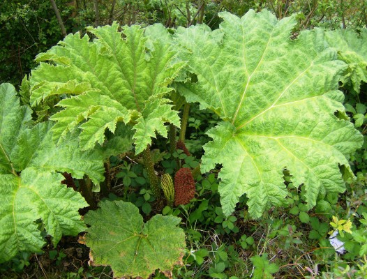 Gunnera tinctoria - The Galway County Biodiversity Project