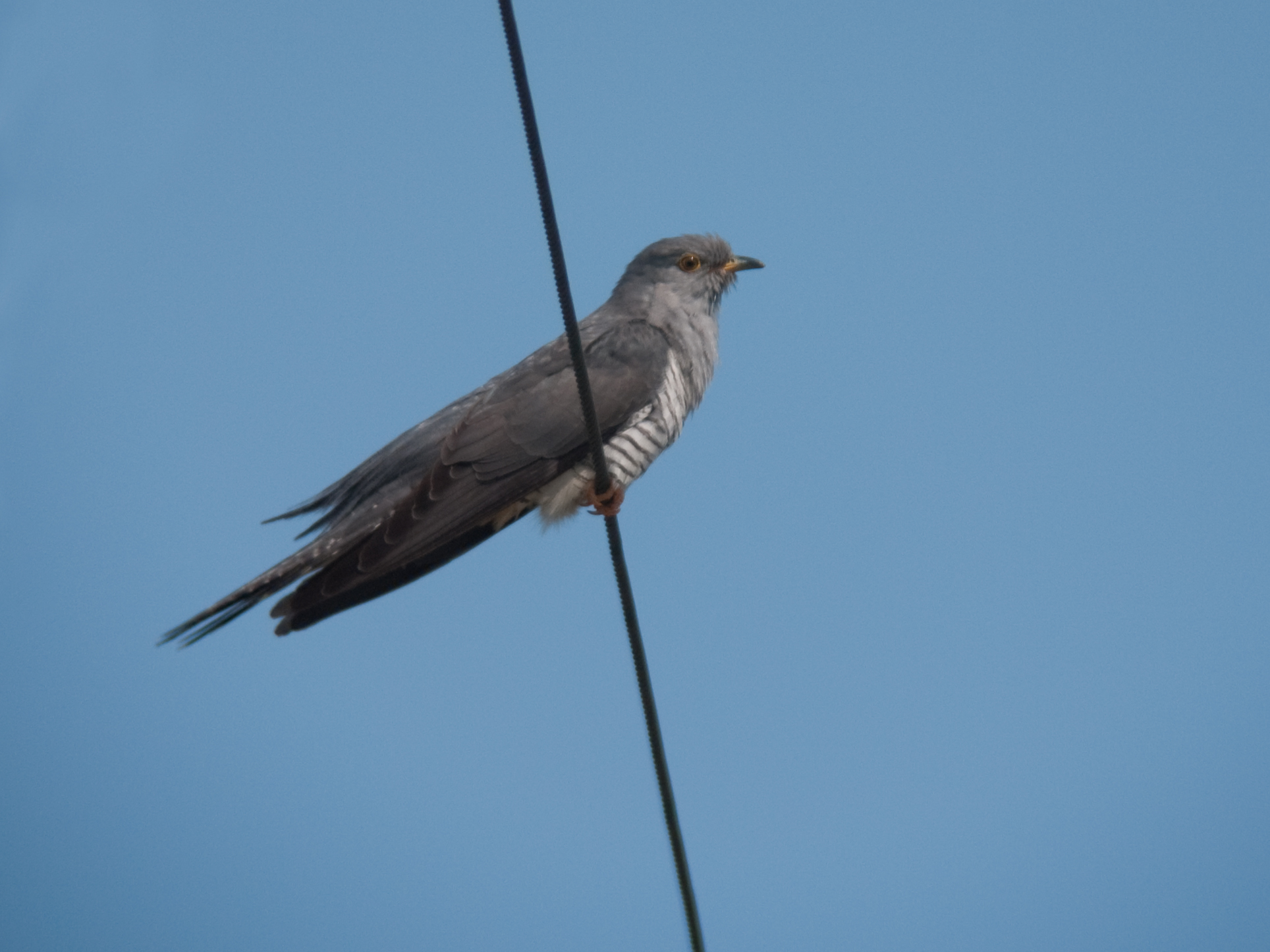Cuckoo - The Galway County Biodiversity Project