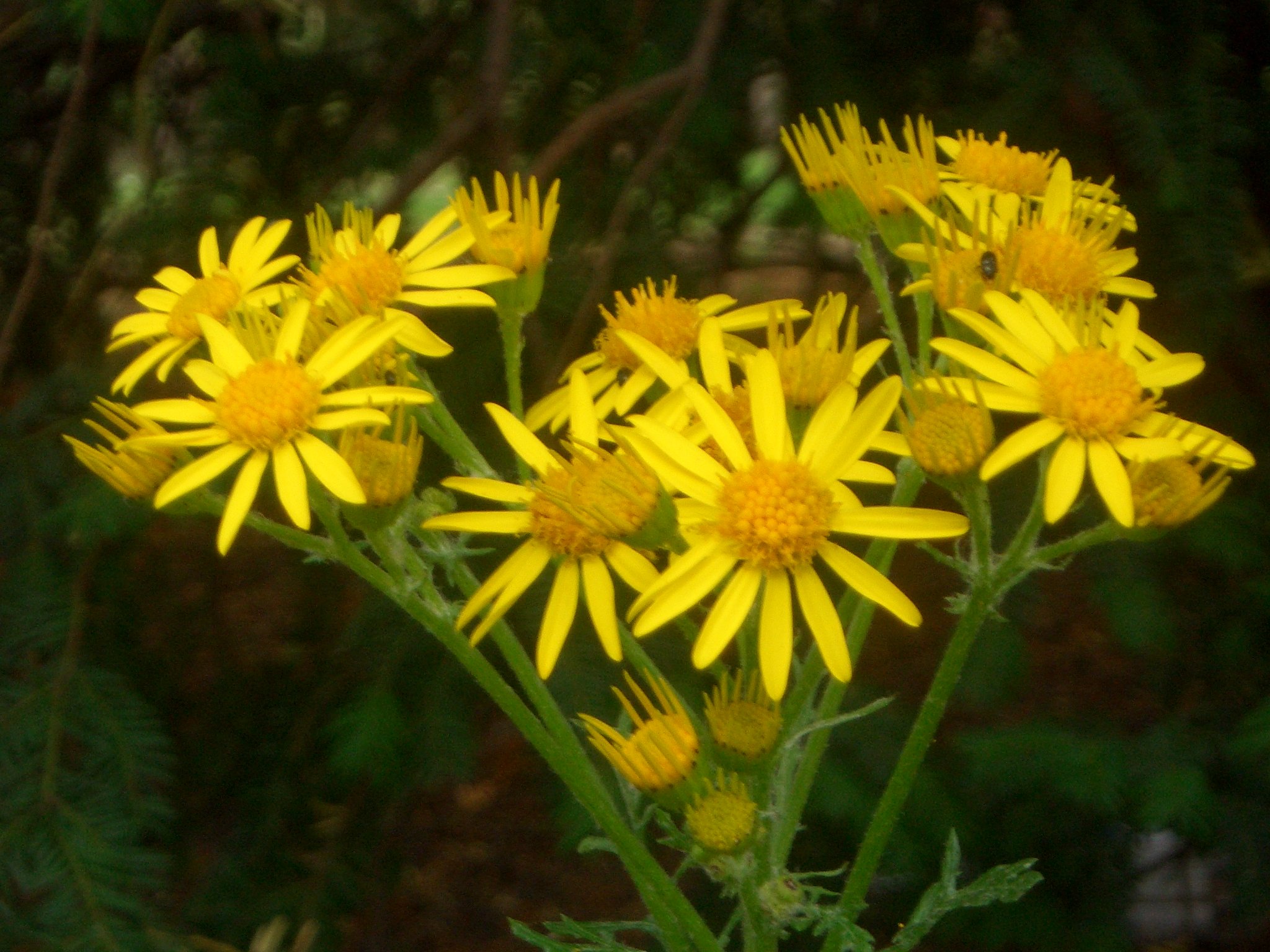 Ragwort - People and Nature