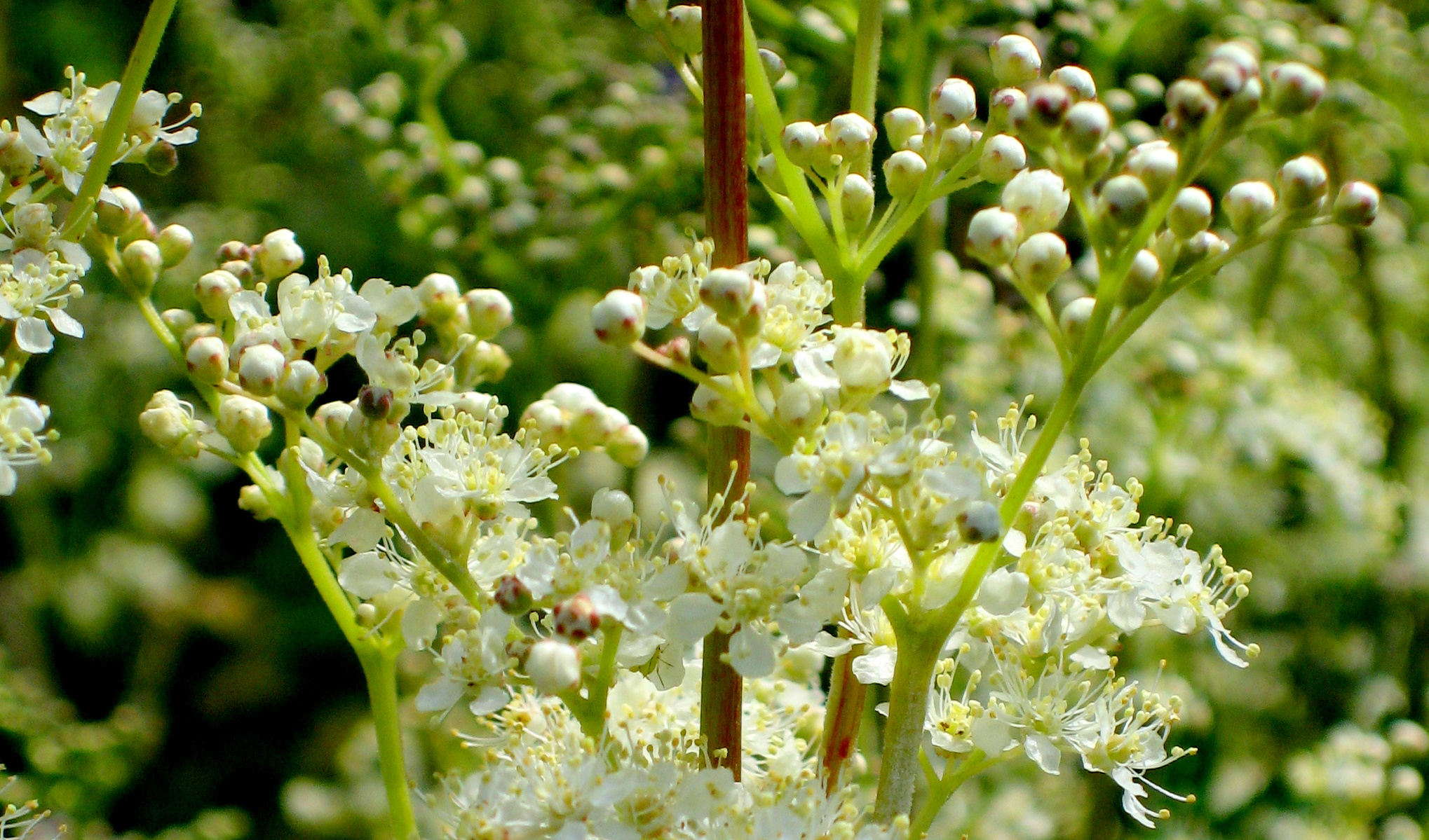 Meadowsweet - The Galway County Biodiversity Project