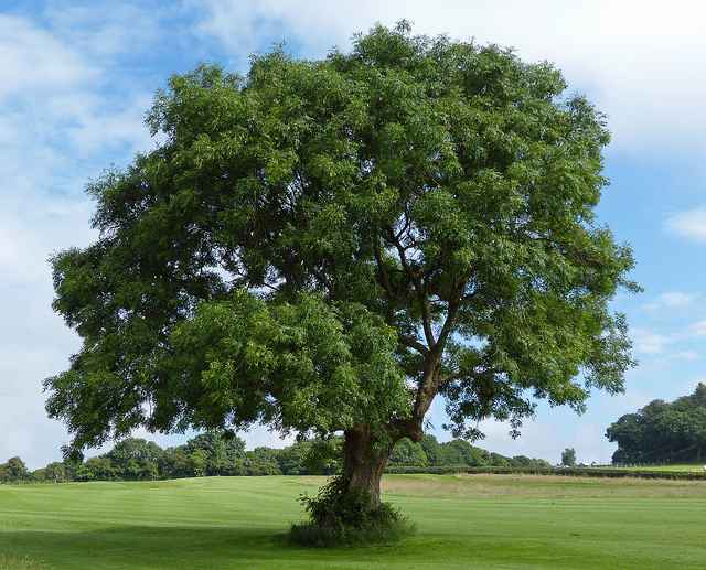 Galway’s Living Landscapes Part 2: Trees and Woodland - Galway County ...