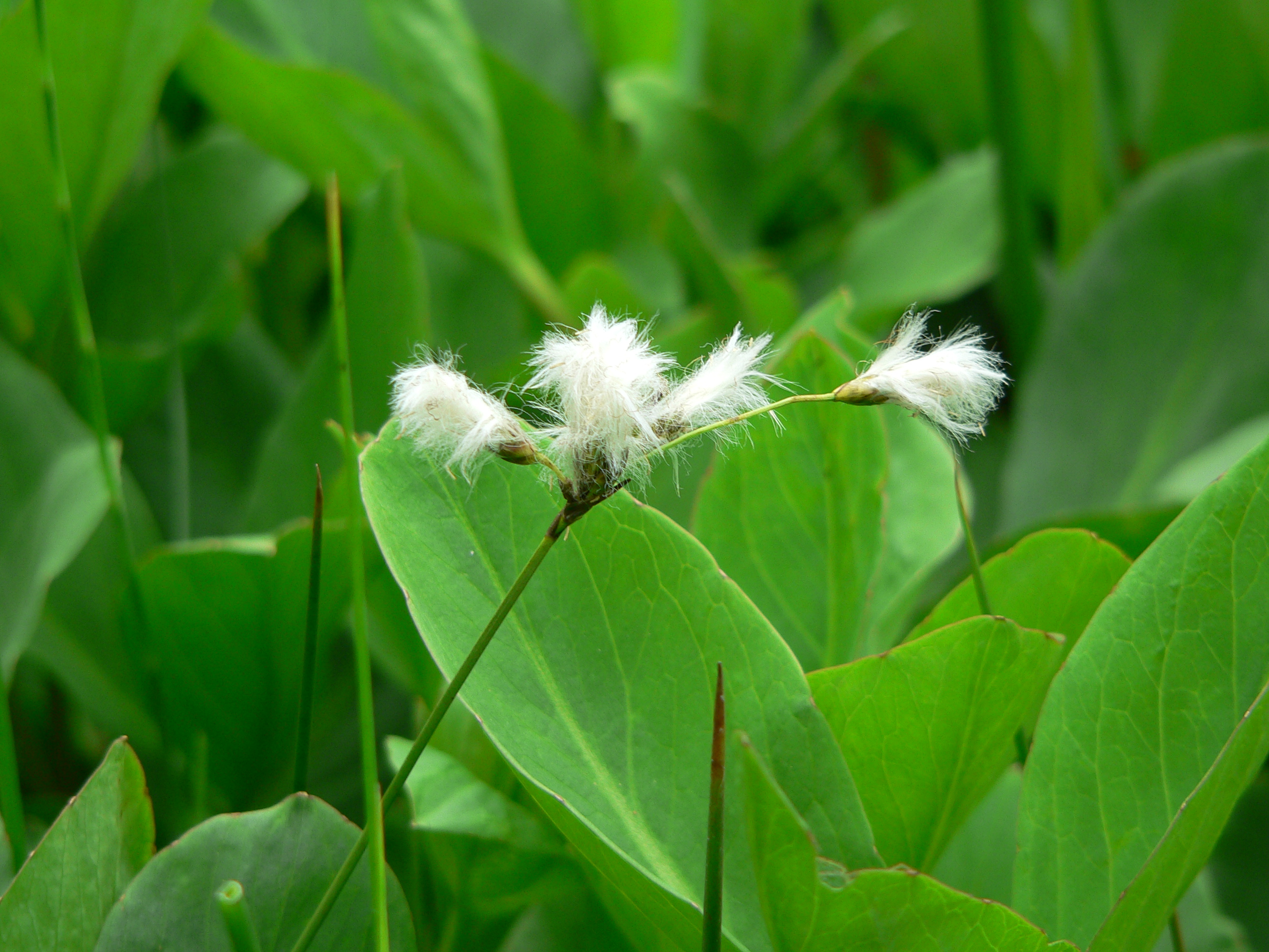 Moycullen Bogs - Moycullen Heritage