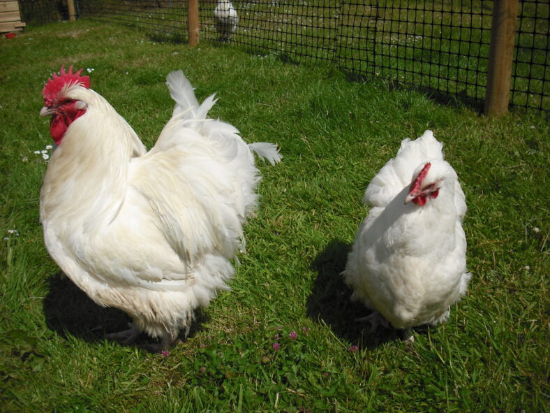 Poultry Stations - Killererin Heritage Group