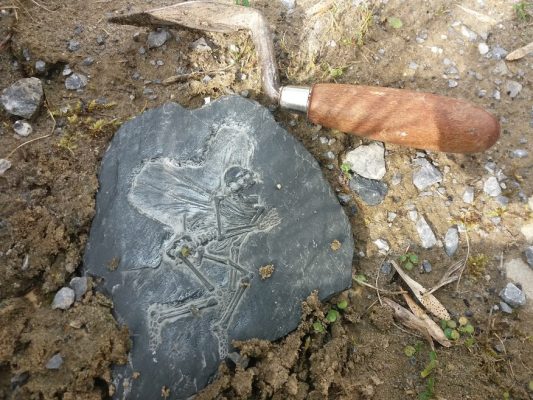 Fairy fossil - Galway Community Archaeology