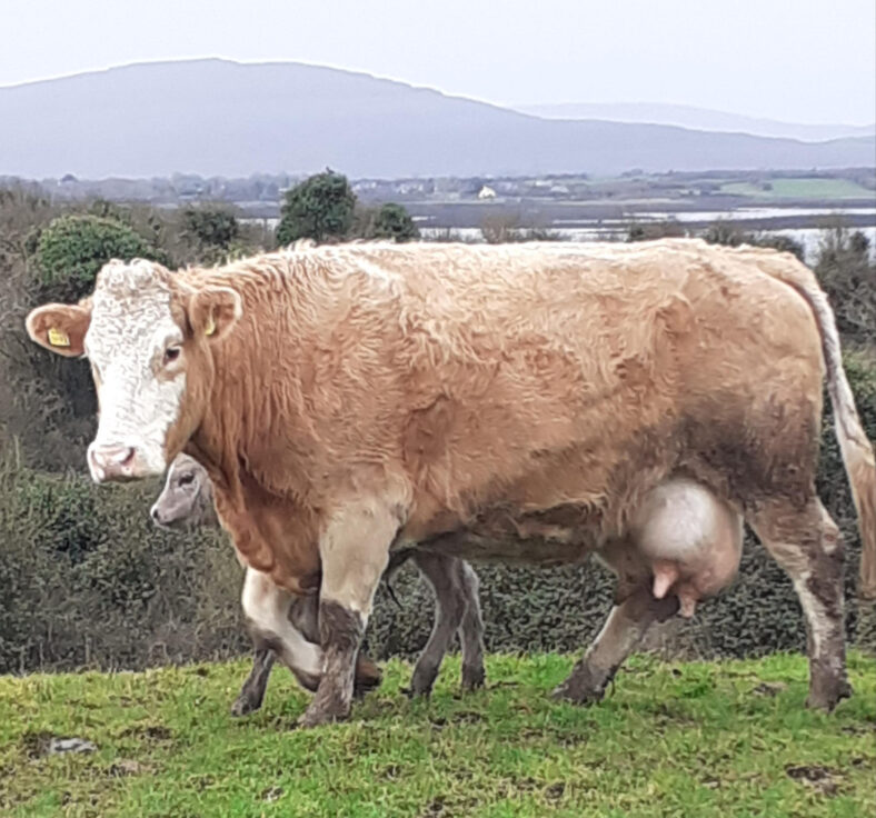 Outwintering in Ballinderreen - Galway County Heritage Office
