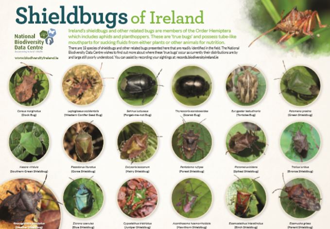 Shieldbugs of Ireland - Galway County Heritage Office