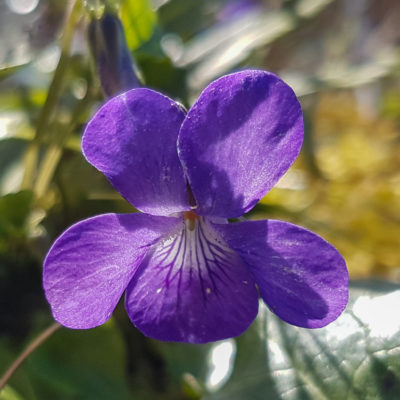 Spring flowers - Galway County Heritage Office