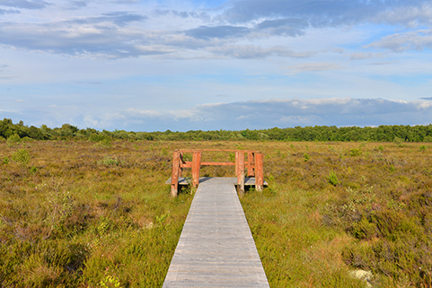 Bog Walk - Galway County Heritage Office