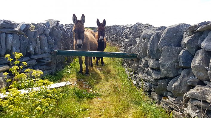 Donkeys - Galway County Heritage Office