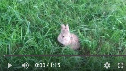 Leveret - Galway County Heritage Office