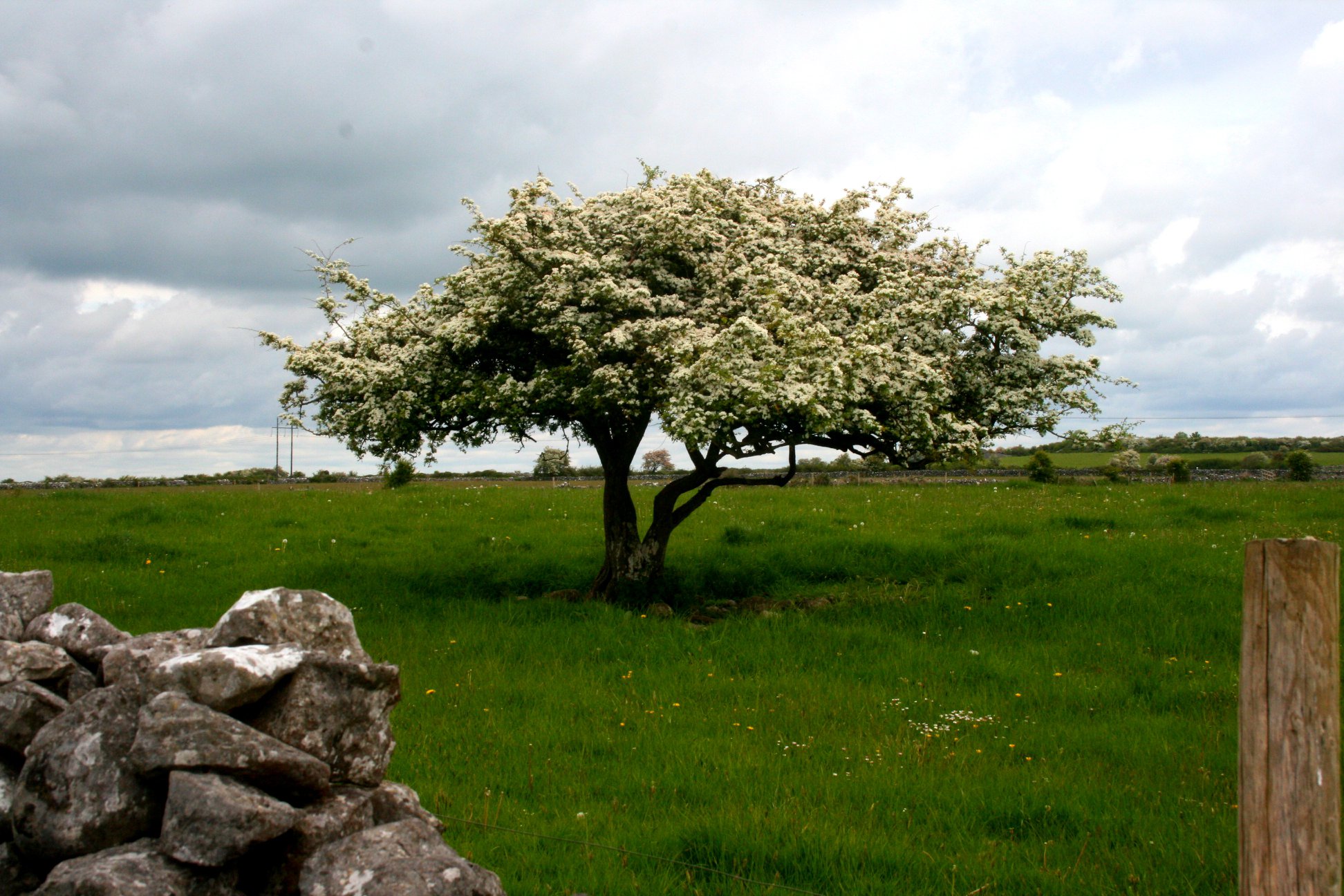 Whitethorn (sceach gheal) - Galway County Heritage Office