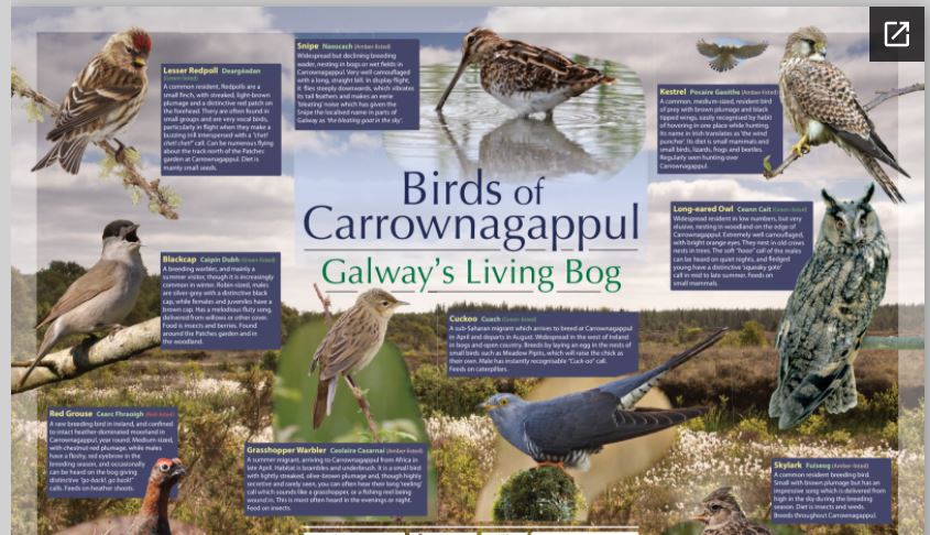 Birds of Carrownagappul - Galway County Heritage Office