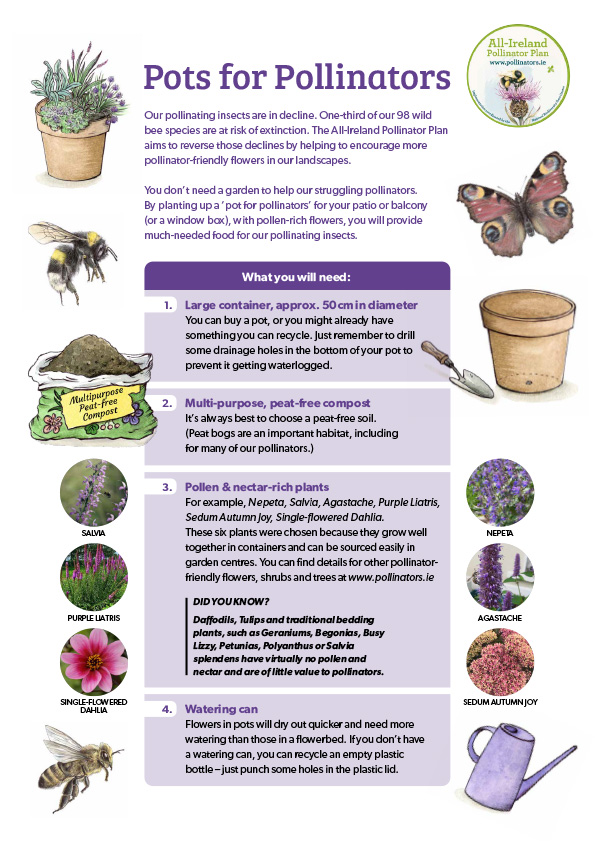 Pots for Pollinators - Galway County Heritage Office