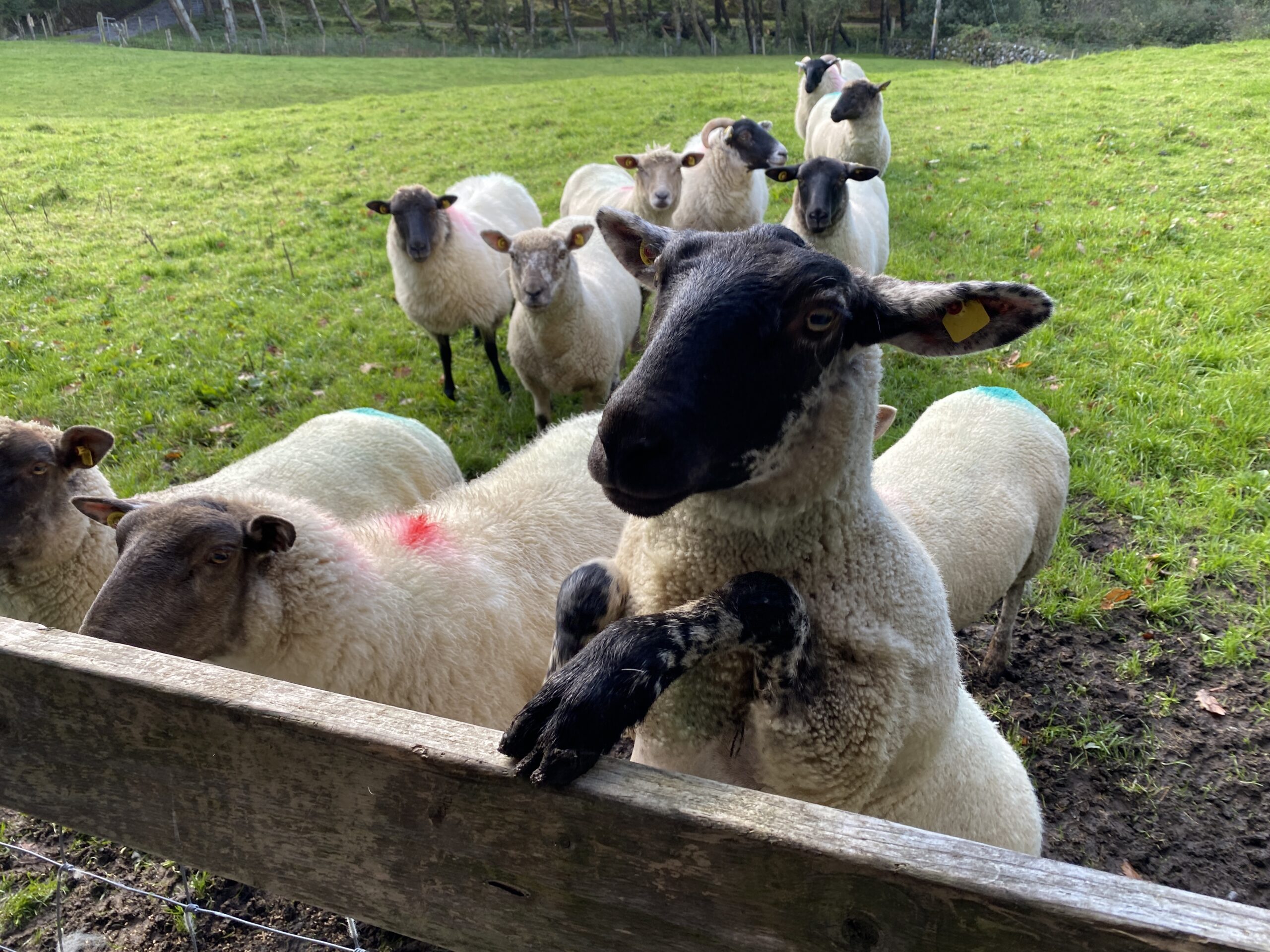 Herding Sheep with a whistle - Galway County Heritage Office