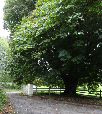 Trees, Abbey and Easter Greeting! - Abbey and District Heritage